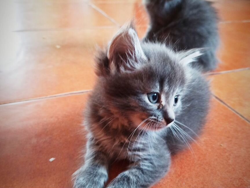 Котята девочки
