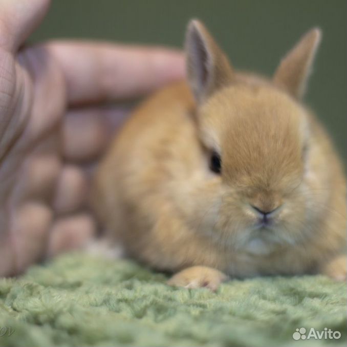 Яркие желтые миниатюрные миноры