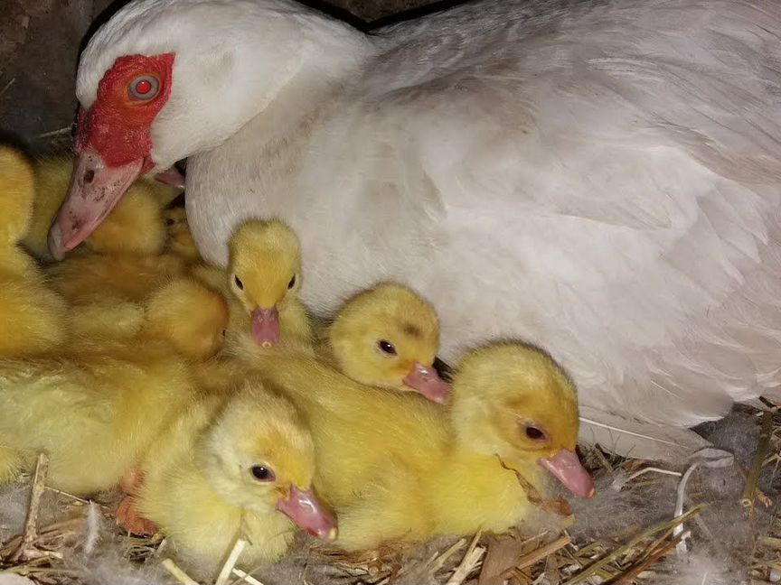 Яйца индоуток