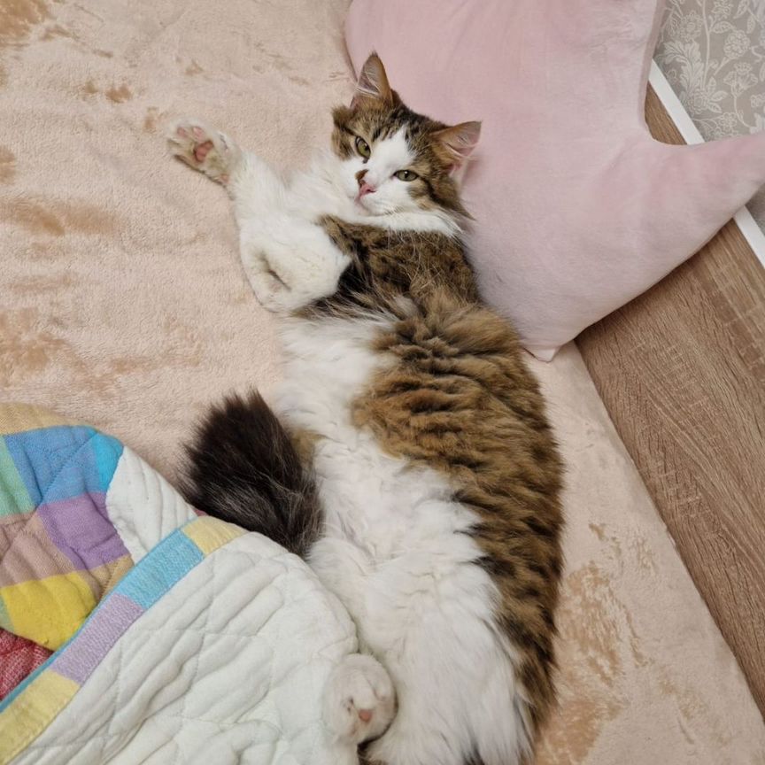 Котик в добрые руки