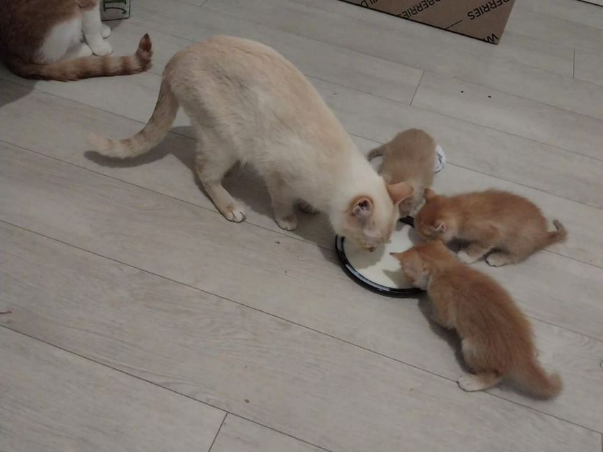 Котята в добрые руки метисы 1месяц