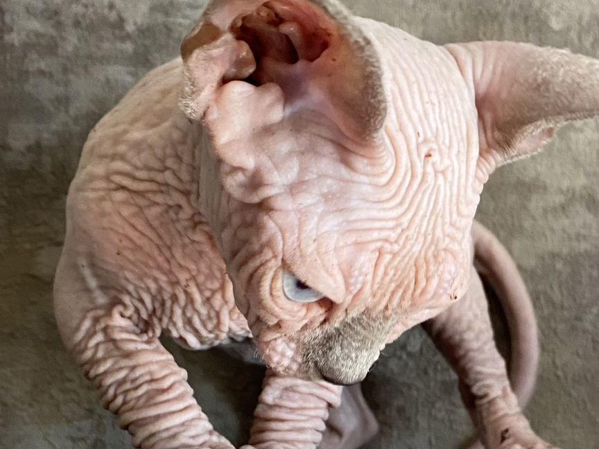Кошка