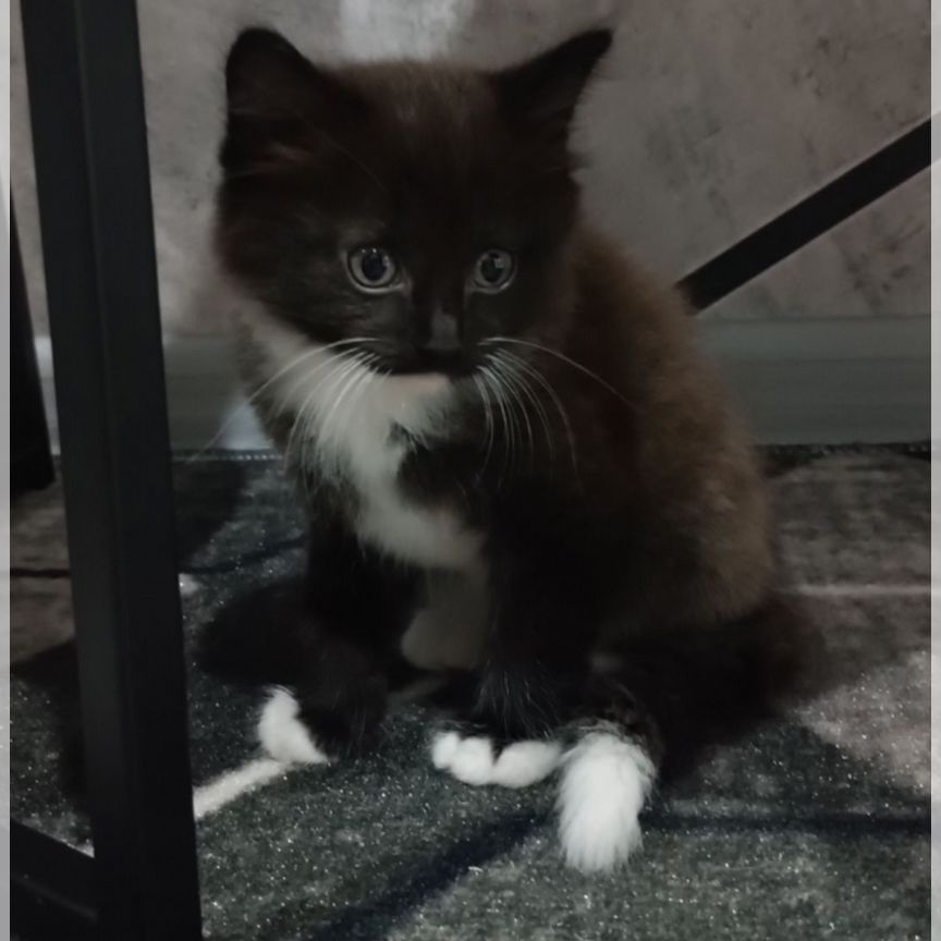 Котята