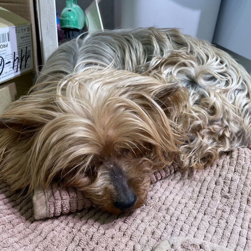 Йоркширский терьер, взрослая собака