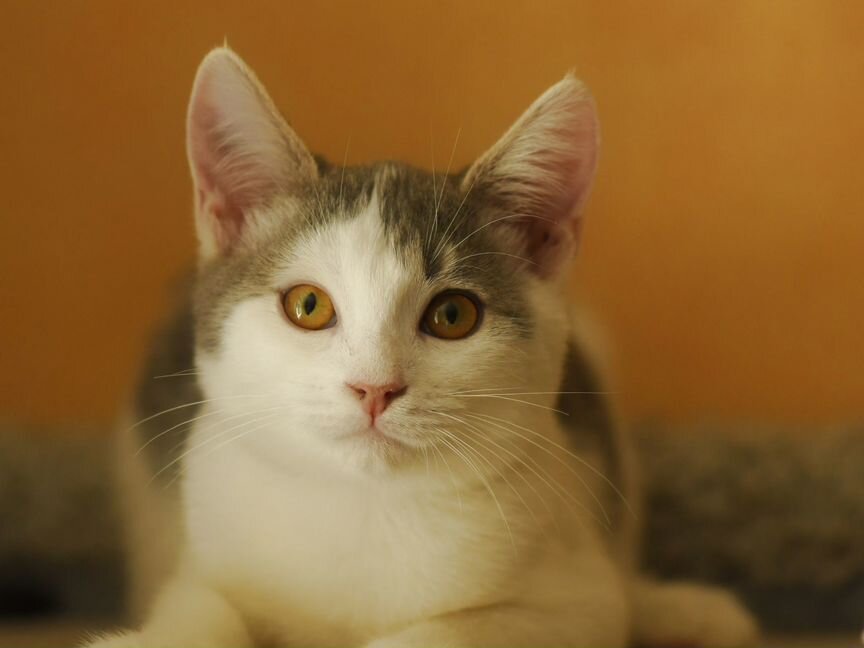 Котенок Тоня ждет семью