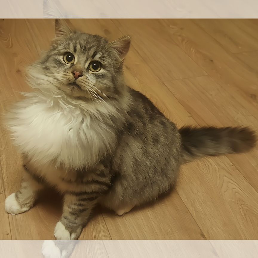 Котёнок в добрые руки