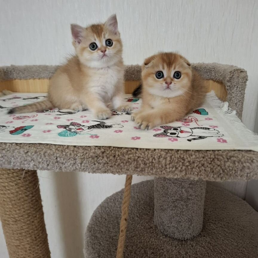 Шотландские котята