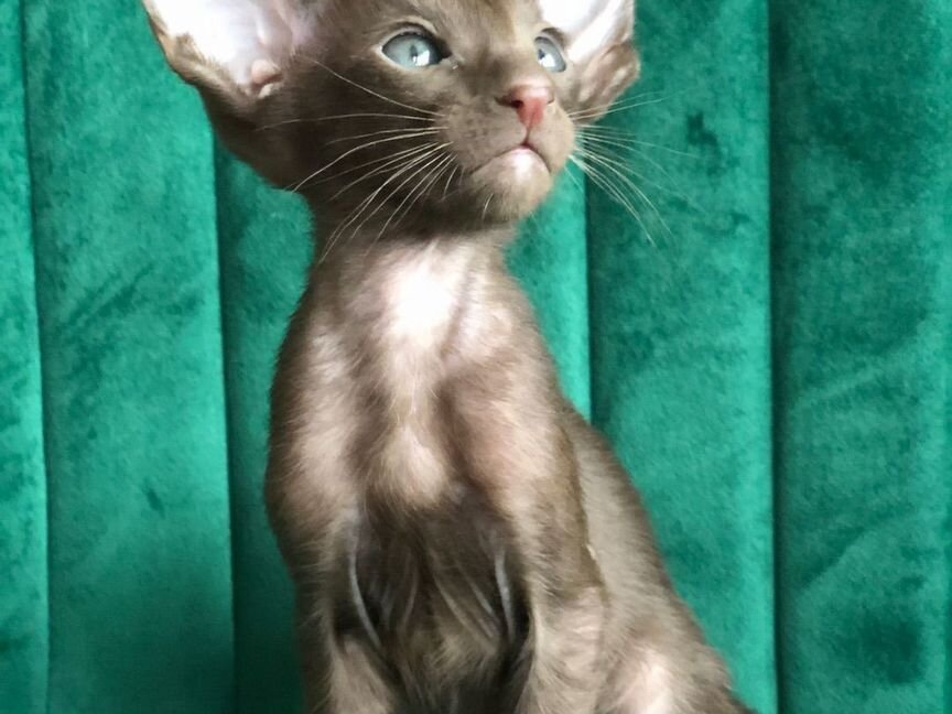 Ориентальные котята