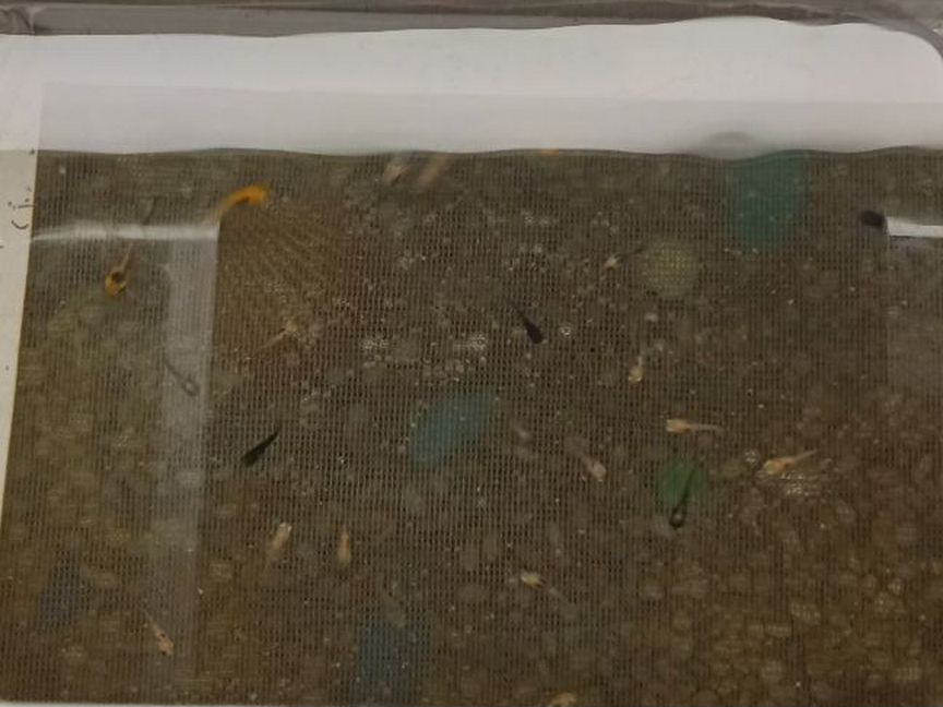 Мальки пецилии