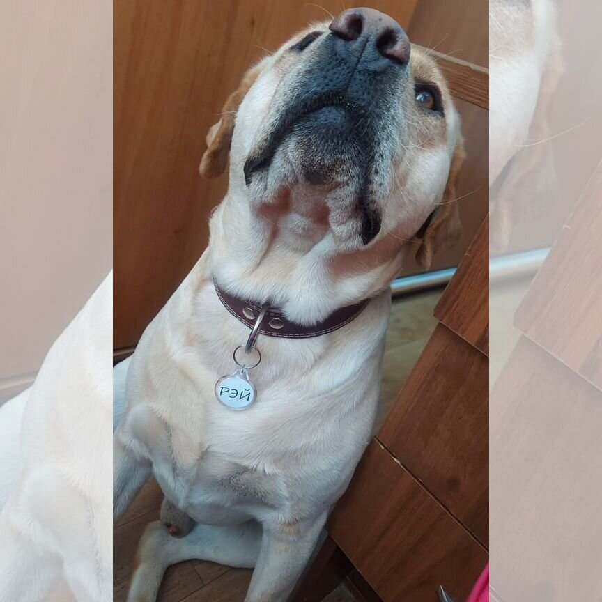 Хороший друг ищет добрые руки