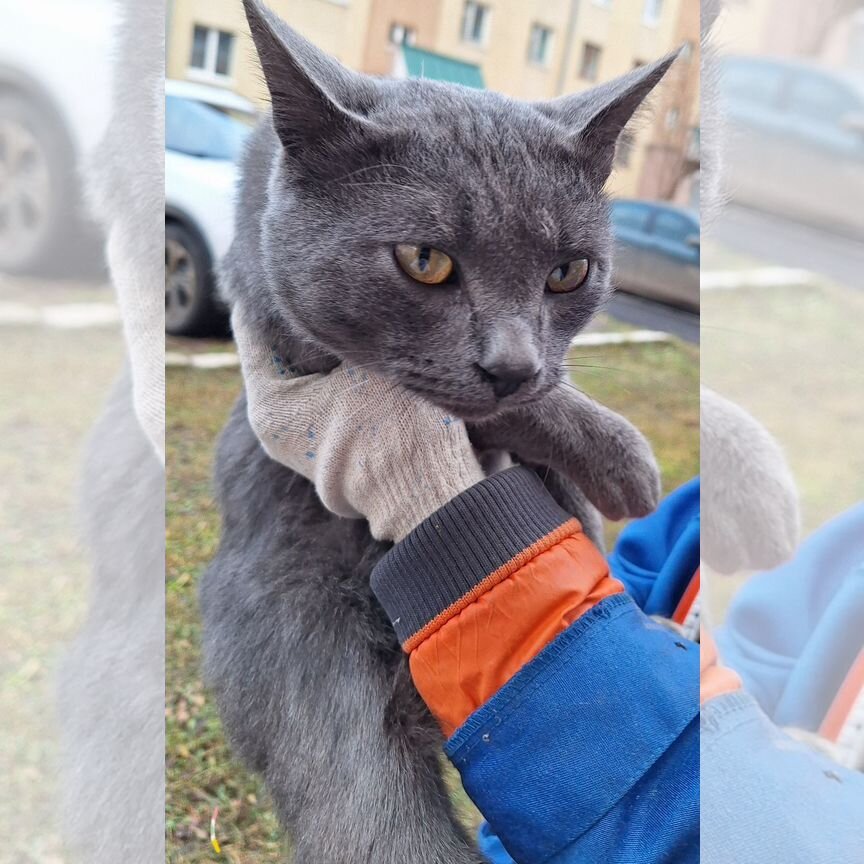 Русский голубой кот, взрослый