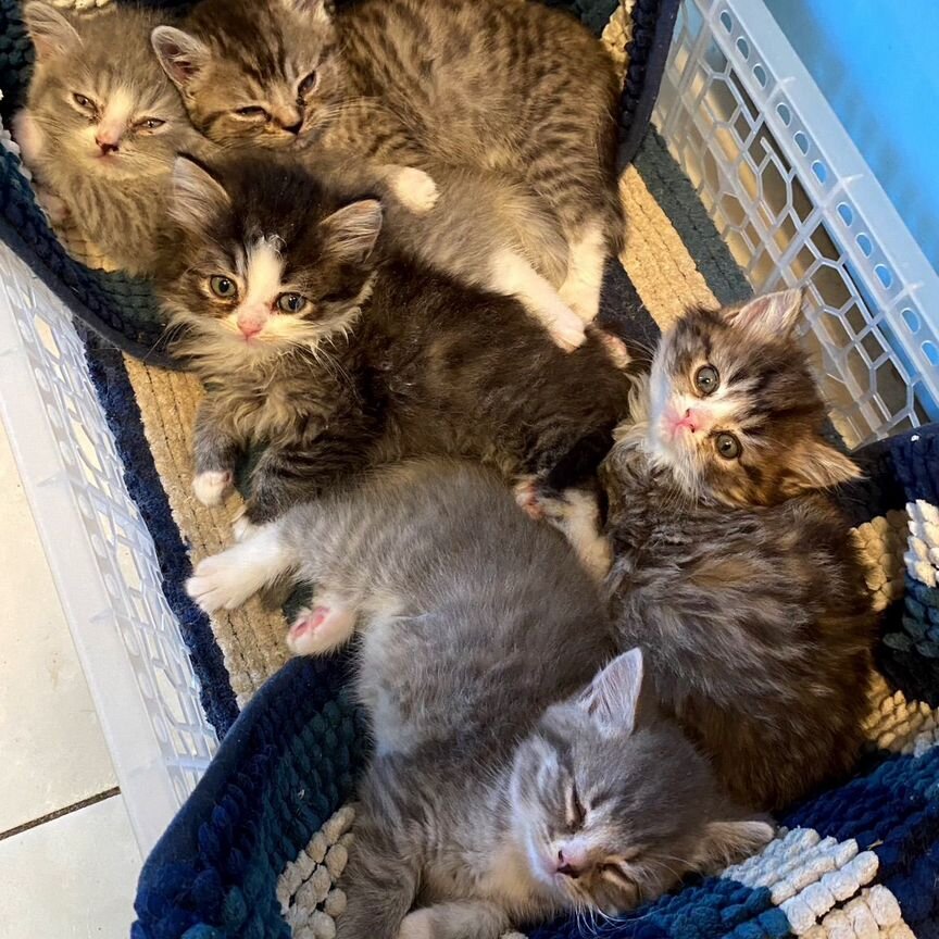 Бесплатно отдадим котят в добрые руки)