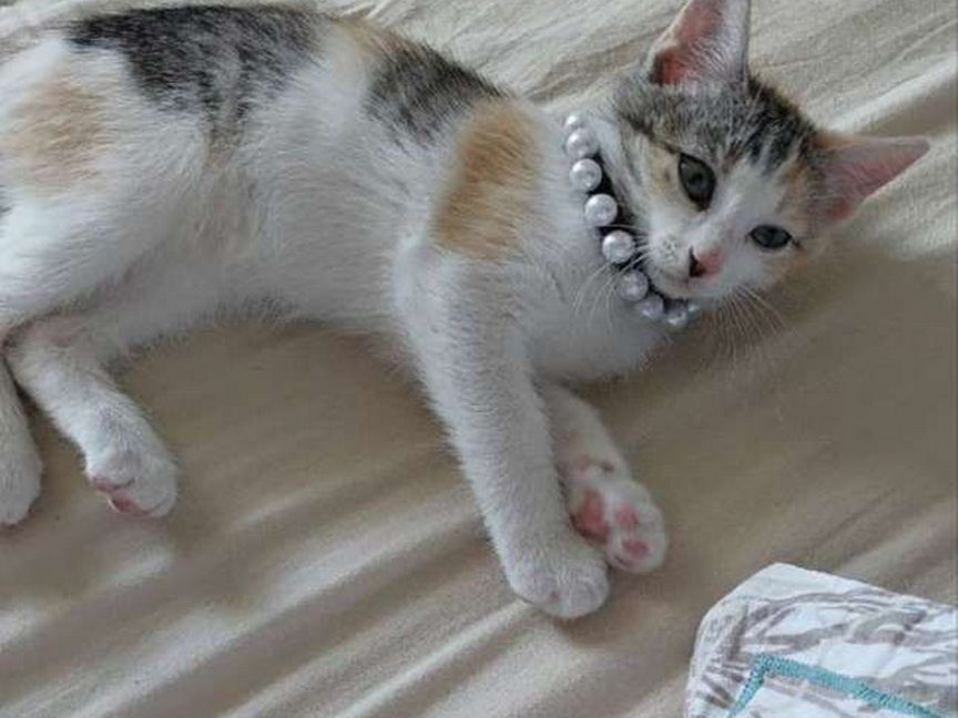 Милая кошечка в дар