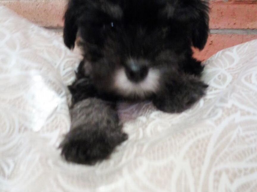 Цвергшнауцер щенки