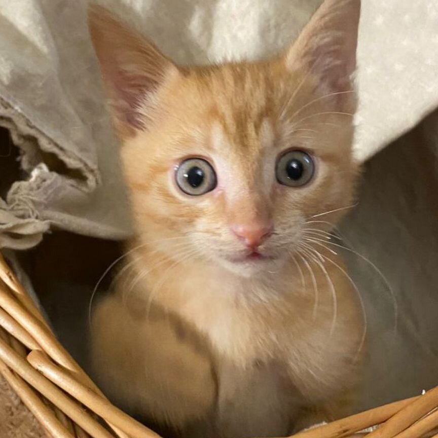 Котёнок в добрые руки