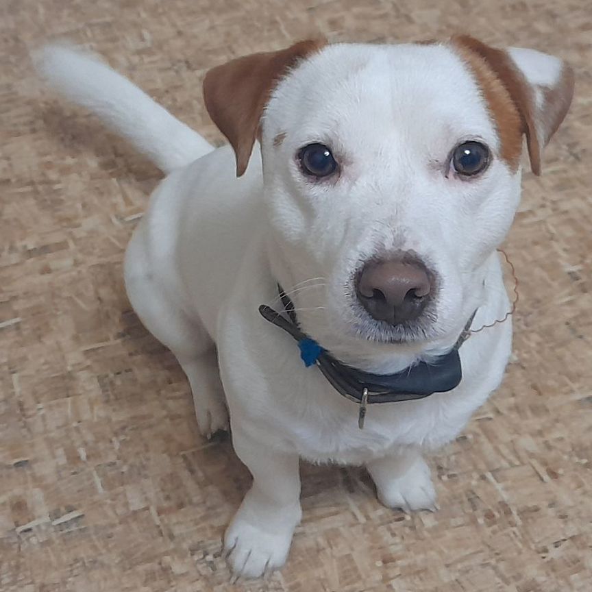 Джек-рассел-терьер, щенок