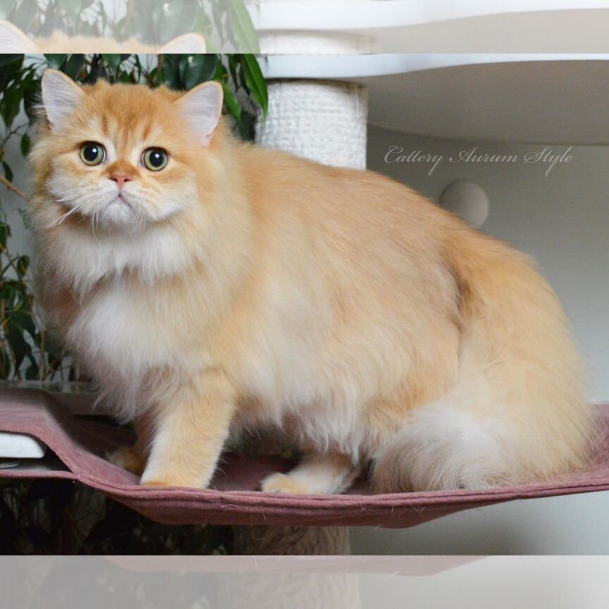 Британский длинношёрстный котёнок