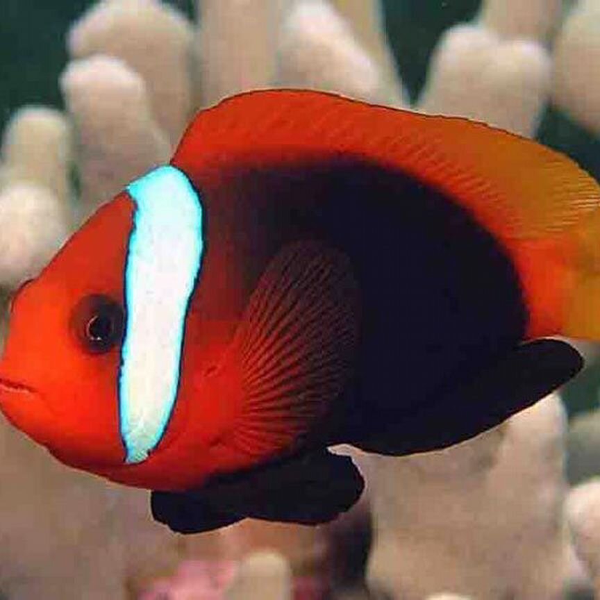 Рыба Клоун меланопус (томатный темный)