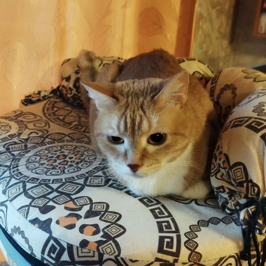 Бусинка ищет новый дом