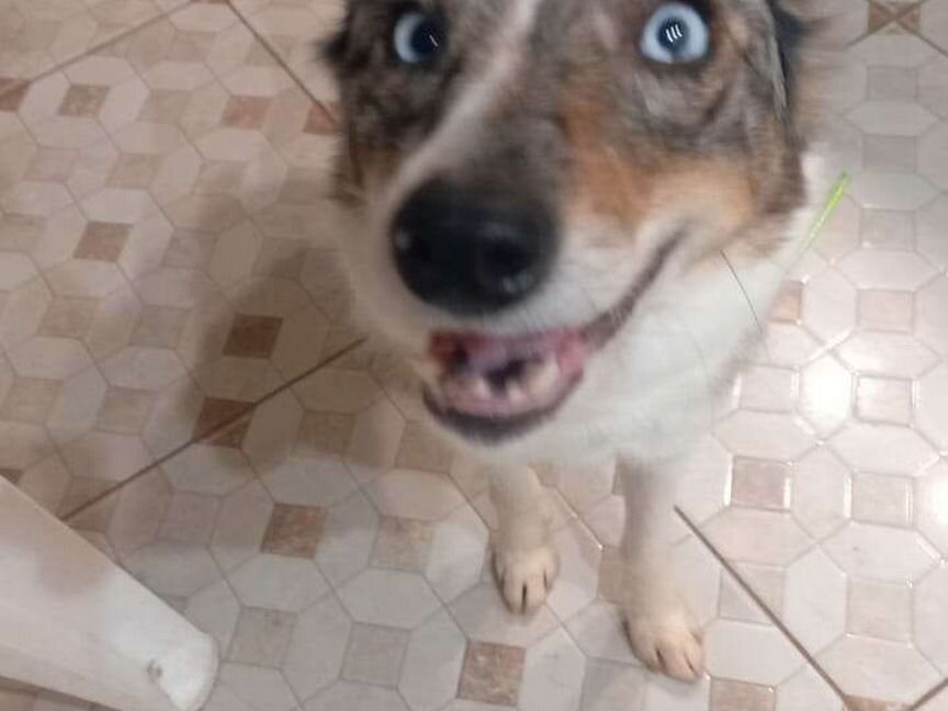 Собака в добрые руки