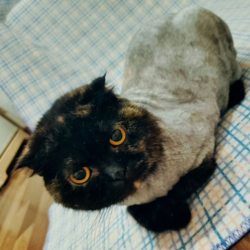 Шотландская вислоухая длинношёрстная, взрослая кошка