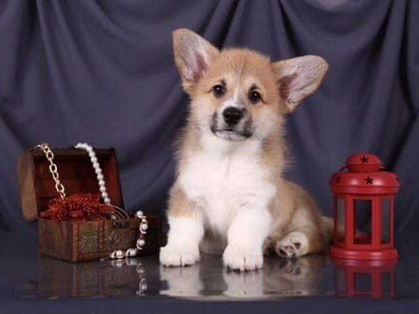 Щенки вельш-корги пемброк