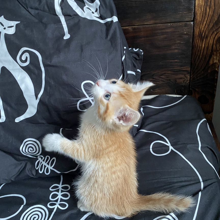 Котёнок в добрые руки