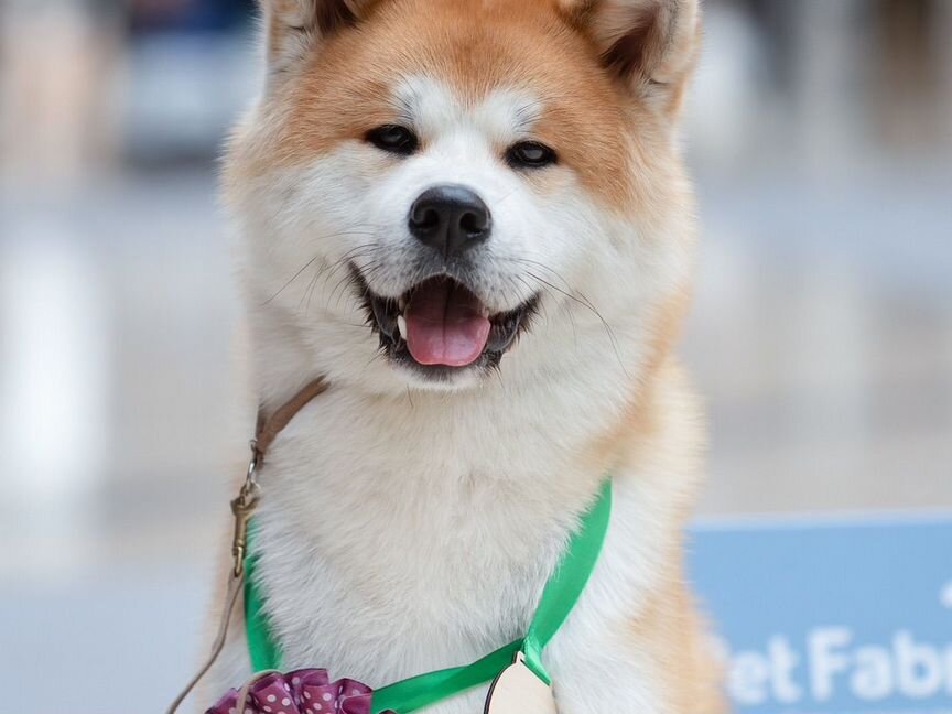 Акита ину вязка