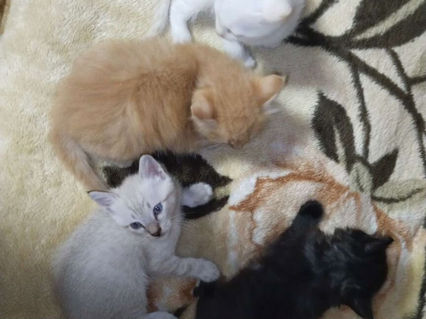 Кошка
