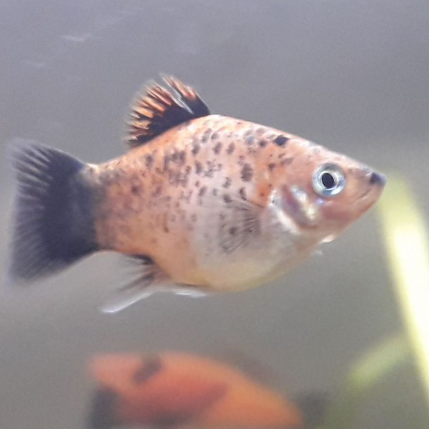 Пецилии, меченосец