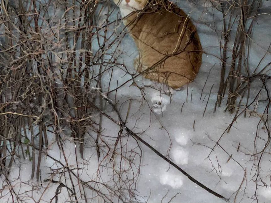 Котик домашний в добрые руки