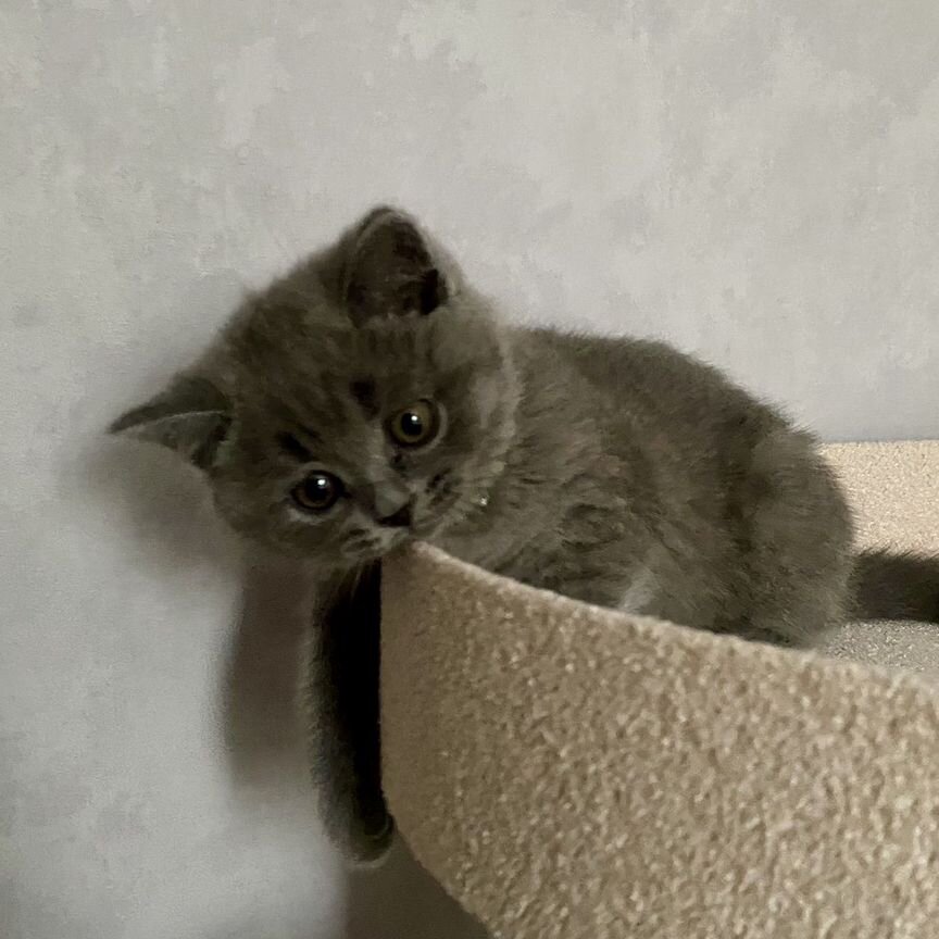 Бездомные котята