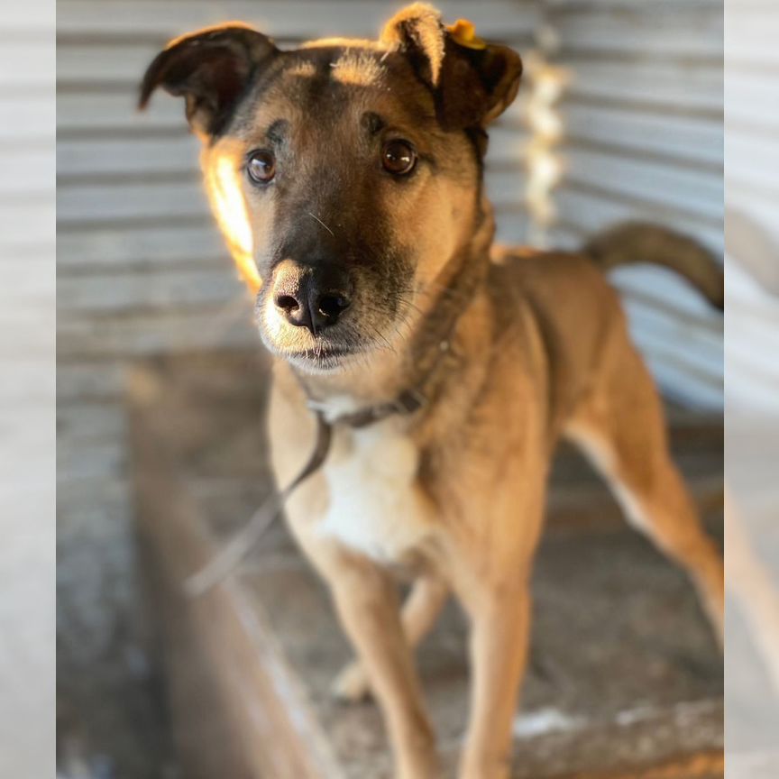 Взрослый пёс в добрые руки