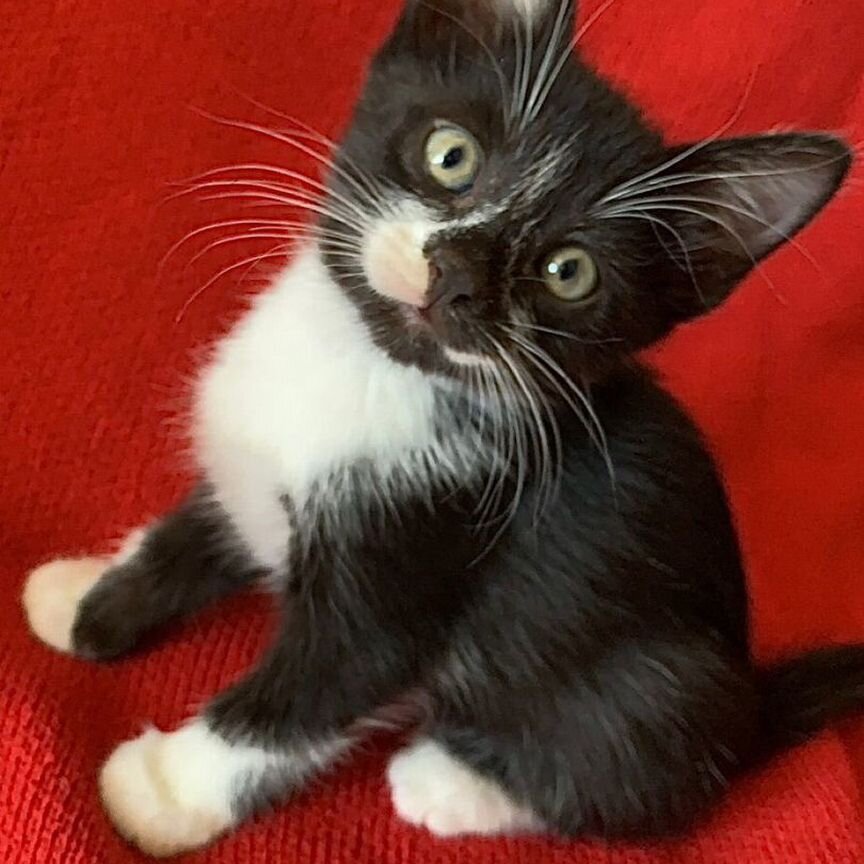 Отдают в добрые руки