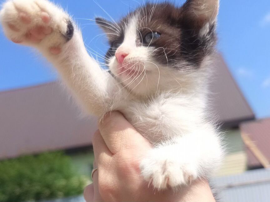 Кошечка - котёнок