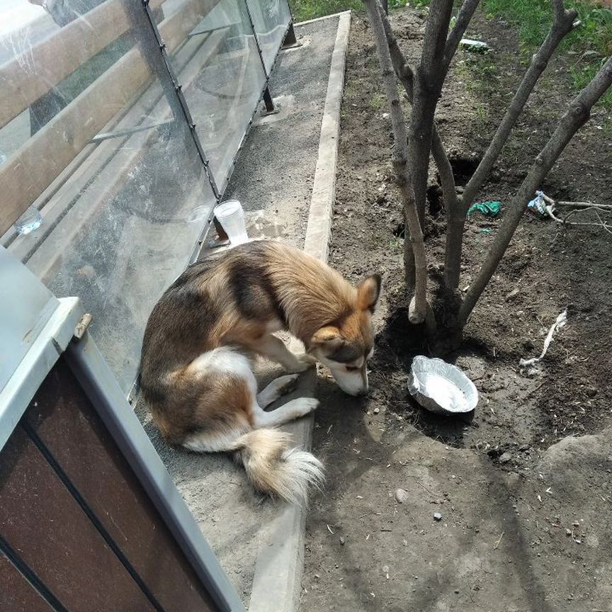 Пристрою собаку
