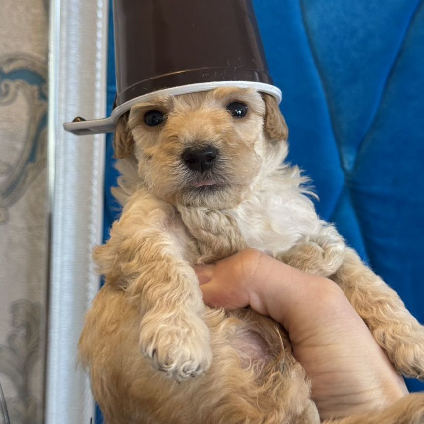 Мальтипу, щенок