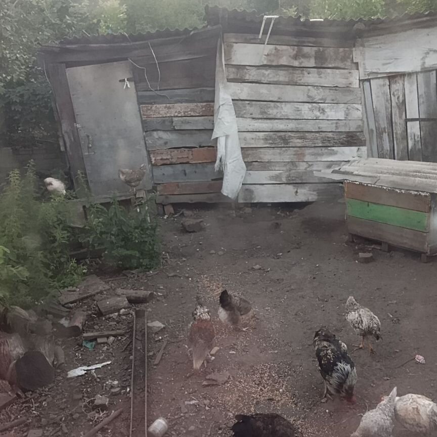 Продам петухов