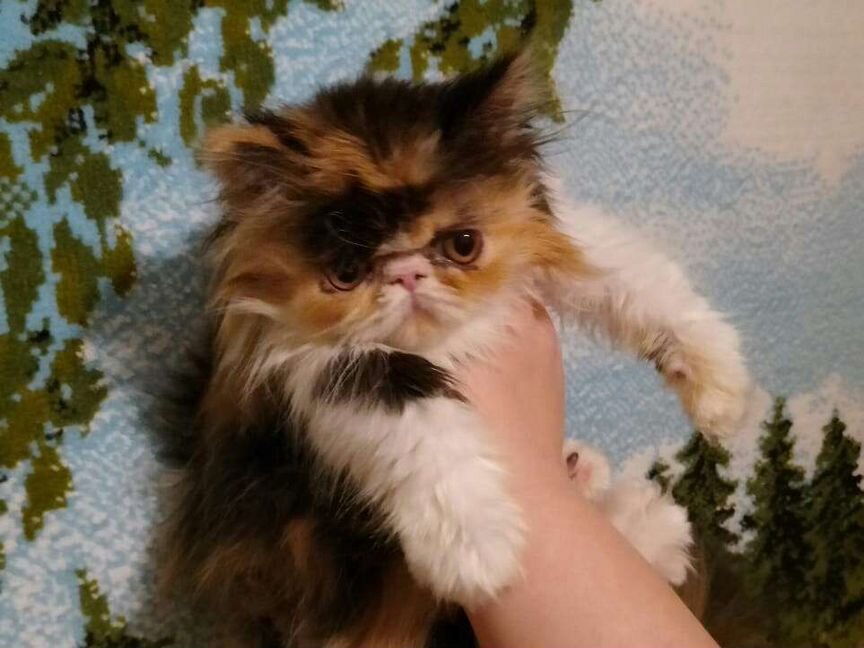 Персидские чистокровные котята