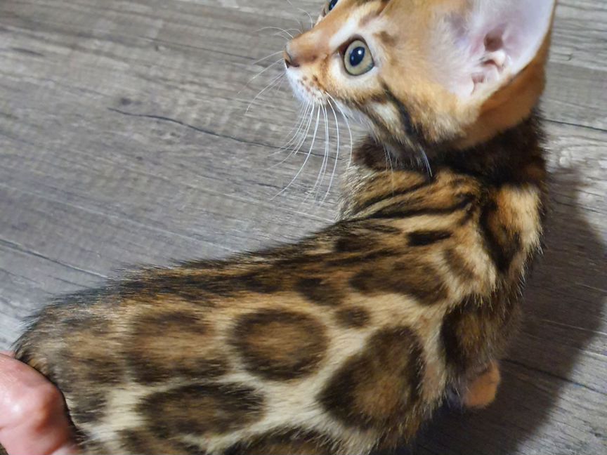 Бенгальские котята