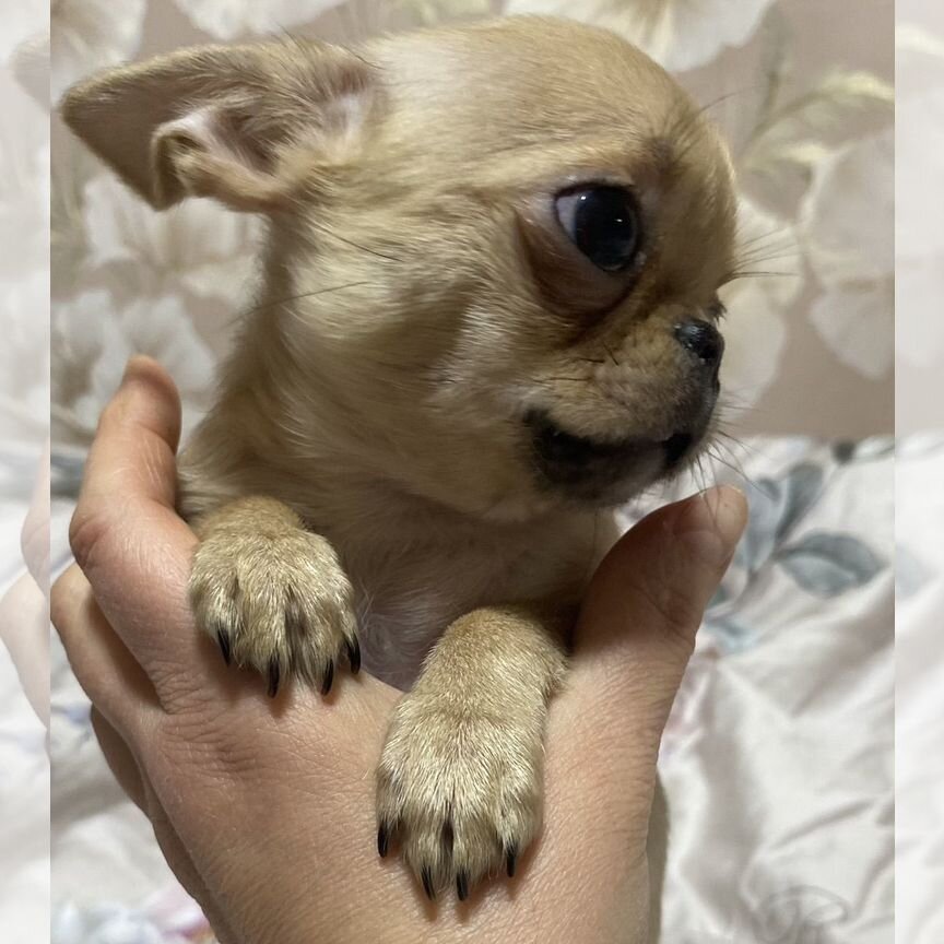 Чихуахуа, щенок