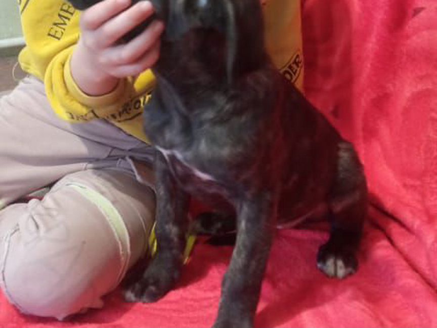 Щенки кане корсо