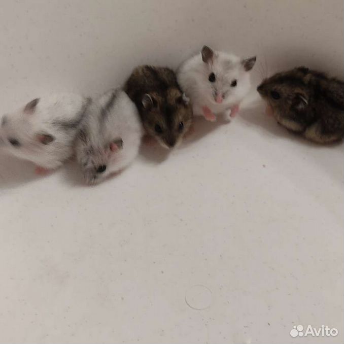 Джунгарский хомяк