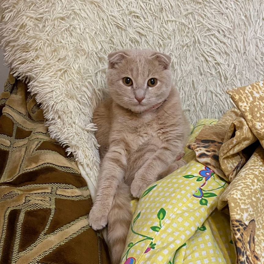 Шотландская