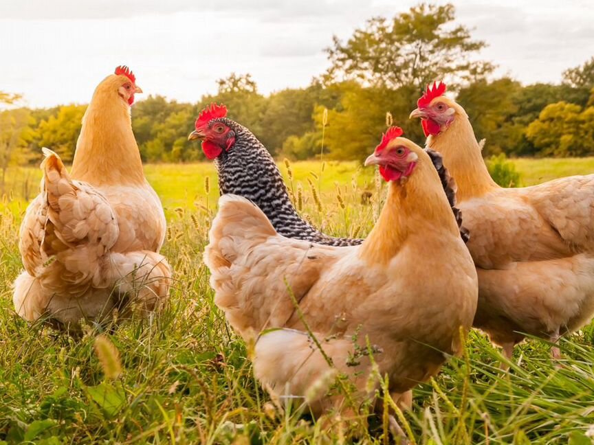 Кура Молодка