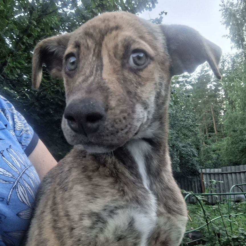 Щенки американского бульдога