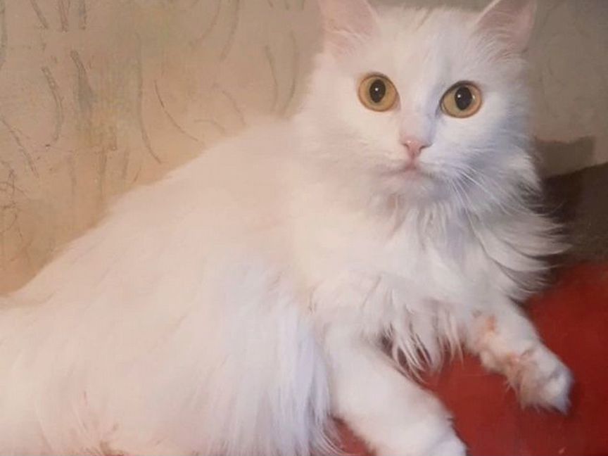 Кошка Снежка