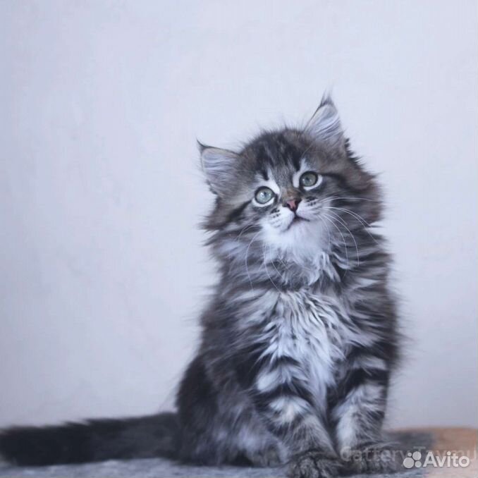Породистый сибирский котенок