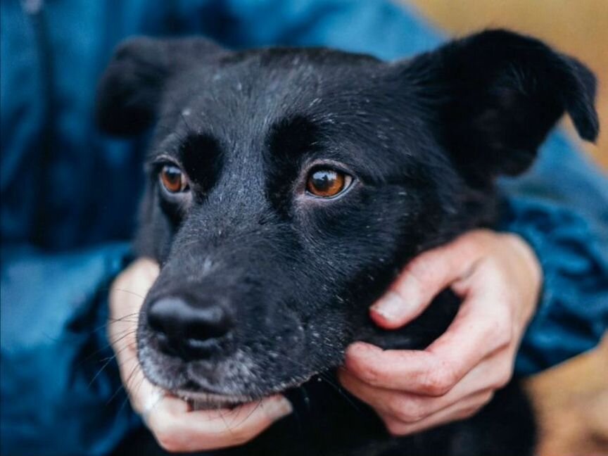 Собака