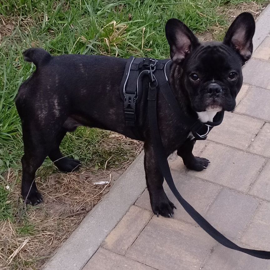 Французский бульдог, щенок